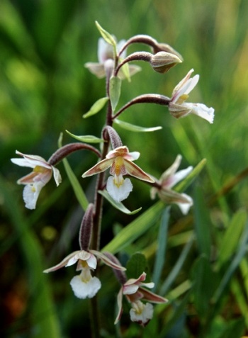 Arreskov Sø | Fredninger