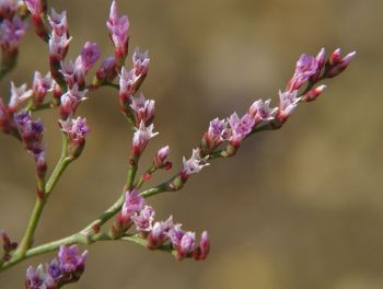 Skallingen og Langli | Fredninger